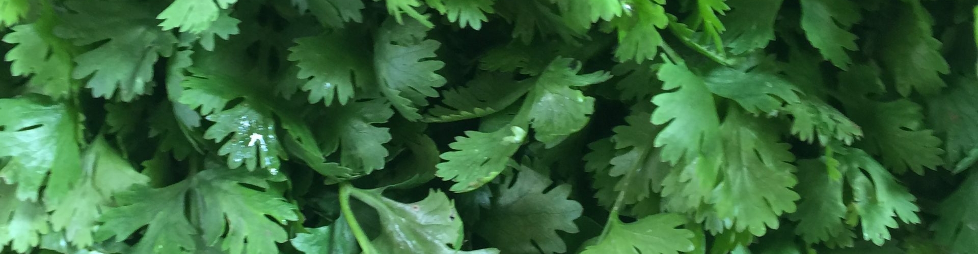 Cilantro Lime Dressing – FRESHFARM