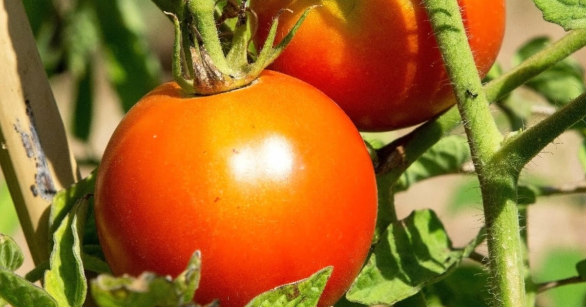 Tomatoes – FRESHFARM