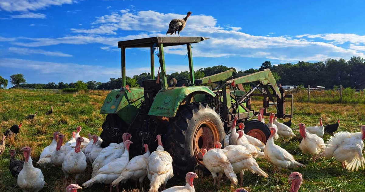 Pre-order Your Local Turkeys Now for a Delicious Thanksgiving! – FRESHFARM